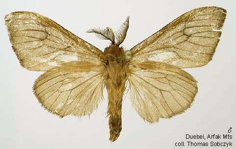Papua Insects Foundation (Lepidoptera/Psychidae/Amatissa fuscescens)